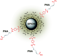Superparamagnetic iron oxide nanoparticles functionalized by peptide ...