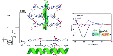 Unusual crystal structure and chirality of uridine 5′-monophosphate ...