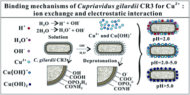 Bioremoval of Cu2+ from CMP wastewater by a novel copper-resistant ...