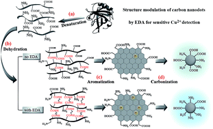 Protein-derived carbon nanodots with an ethylenediamine-modulated ...