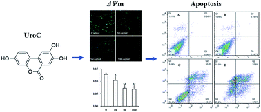 Urolithin C, a gut metabolite of ellagic acid, induces apoptosis in ...