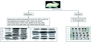 Liposome encapsulation attenuated venenum bufonis induced vascular ...