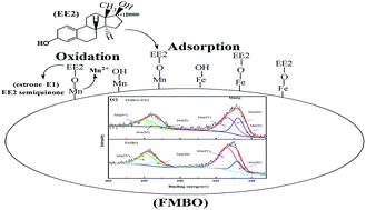 Efficient removal of 17α-ethinylestradiol (EE2) from water using ...