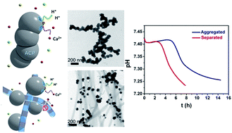 Effect of the aggregation state of amorphous calcium phosphate on hydroxyapatite nucleation ...