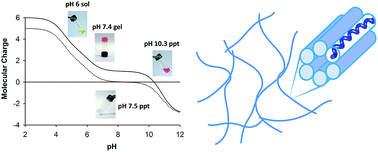 Fabrication and characterization of hydrogels formed from designer ...