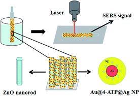 Au@Ag core–shell nanoparticles with a hidden internal reference ...