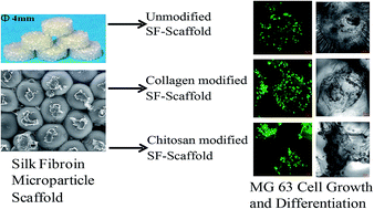 In vitro study of novel microparticle based silk fibroin scaffold with ...
