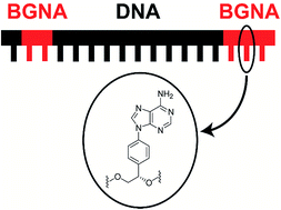 Benzene-glycol nucleic acid (BGNA)–DNA chimeras: synthesis, binding ...