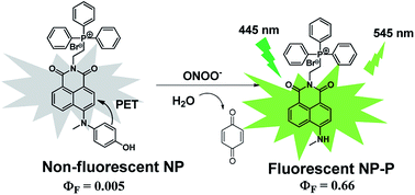 A 1,8-naphthalimide-based fluorescent probe for selective and sensitive detection of ...