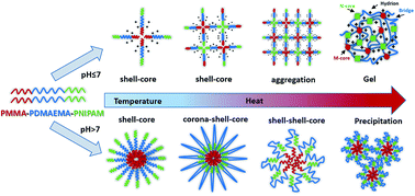 Micellization and gelatinization in aqueous media of pH- and thermo ...