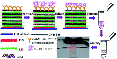 Selective capture and rapid identification of E. coli O157:H7 by carbon ...
