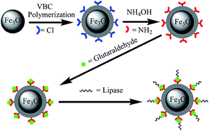 Improved performance of immobilized lipase by interfacial activation on ...