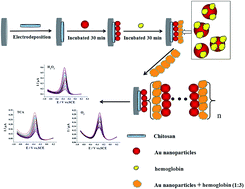 Fabrication of highly stable and sensitive electrochemical sensor from ...