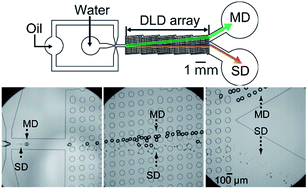 Separation of main and satellite droplets in a deterministic lateral displacement microfluidic ...