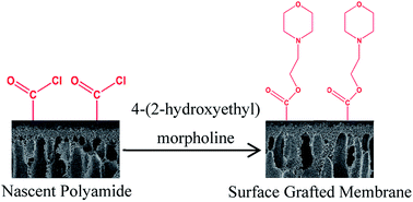 High-flux polyamide reverse osmosis membranes by surface grafting 4-(2 ...