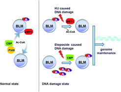 Acetylation of BLM protein regulates its function in response to DNA ...
