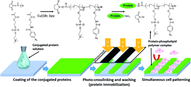 Simultaneous patterning of proteins and cells through bioconjugation ...