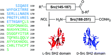Synthesis of the Src SH2 domain and its application in bioassays for ...
