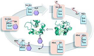 Identification of the functional states of human vitamin K epoxide ...