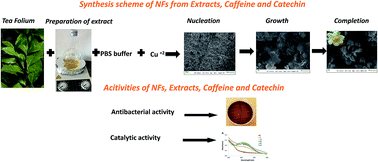 Synthesis and characterization of green tea (Camellia sinensis (L ...