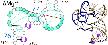 Protein-free ribosomal RNA folds to a near-native state in the presence ...
