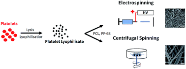 A comparison of high throughput core–shell 2D electrospinning and 3D ...