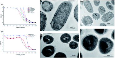 Antimicrobial effect of gallium nitrate against bacteria encountered in ...