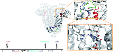 Biochemical, thermodynamic and structural studies of recombinant ...