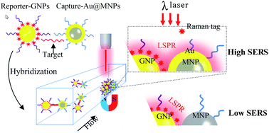 SERS detection of microRNA biomarkers for cancer diagnosis using gold-coated paramagnetic ...