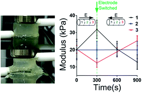 Dynamic electro-regulation of the stiffness gradient hydrogels - RSC ...