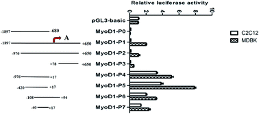Study on the transcriptional regulatory mechanism of the MyoD1 gene in ...