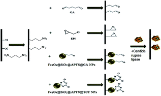 Novel approaches to immobilize Candida rugosa lipase on nanocomposite ...