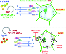 Green-synthesised cerium oxide nanostructures (CeO2-NS) show excellent ...