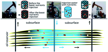 Dynamics of a microbial community during an effective boost MEOR trial ...