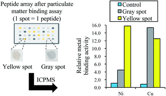 Screening of peptide probe binding to particulate matter with a high ...