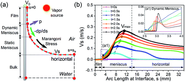 Evolution of entrained water film thickness and dynamics of Marangoni ...