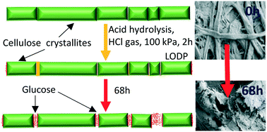 From vapour to gas: optimising cellulose degradation with gaseous HCl ...
