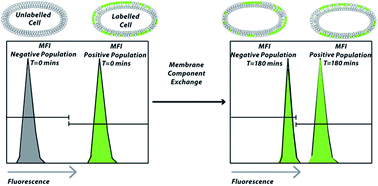 A flow cytometry assay to quantify intercellular exchange of membrane ...