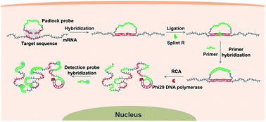 Highly specific imaging of mRNA in single cells by target RNA-initiated ...