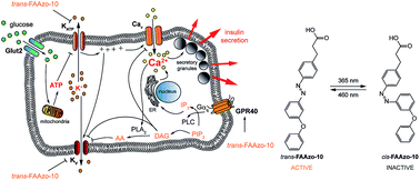 Optical control of GPR40 signalling in pancreatic β-cells - Chemical ...