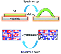 A new function for thermal phase transition-based polymer actuators ...