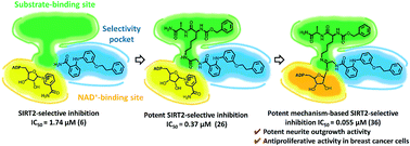 Potent mechanism-based sirtuin-2-selective inhibition by an in situ ...