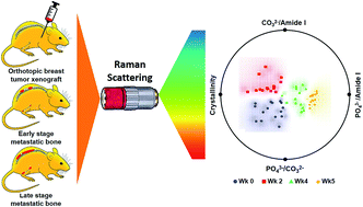 Label-free Raman spectroscopy provides early determination and precise ...