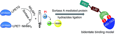 Sortase-mediated chemical protein synthesis reveals the bidentate ...