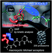 Impact of the structures of macrocyclic Michael acceptors on covalent ...