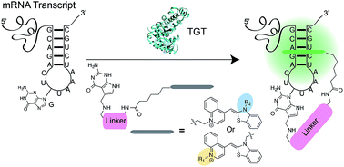 Fluorescent turn-on probes for wash-free mRNA imaging via covalent site ...