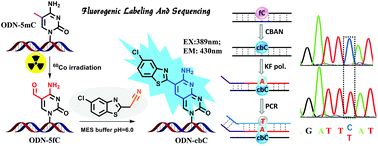 Fluorogenic labeling and single-base resolution analysis of 5 ...