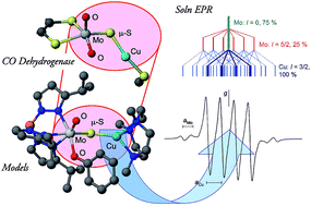 Models for aerobic carbon monoxide dehydrogenase: synthesis ...
