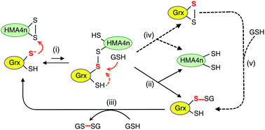 Glutaredoxins employ parallel monothiol–dithiol mechanisms to catalyze ...