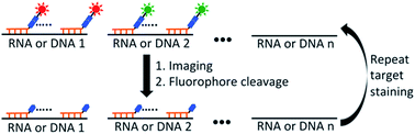 Highly multiplexed single-cell in situ RNA and DNA analysis with ...